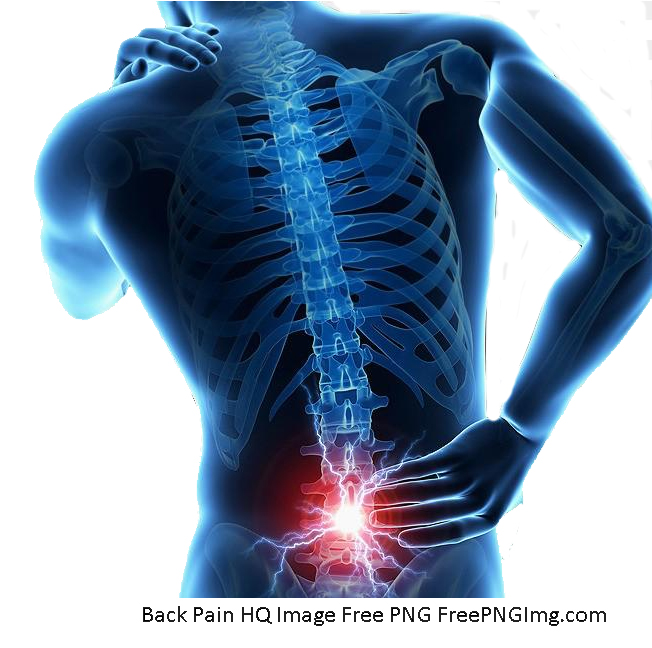 Human Anatomy Back Pain